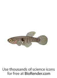 Free Zebrafish (male) Icons, Symbols & Images | BioRender