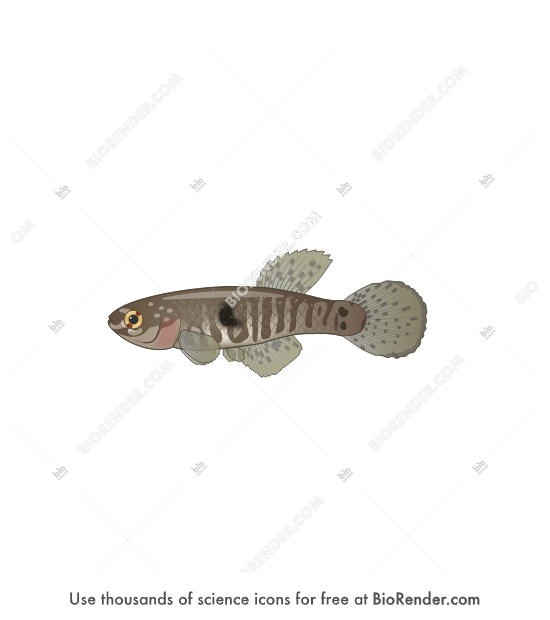 Free Nematolebias whitei (female) Icons, Symbols & Images | BioRender
