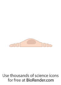 Free Epithelial Cells Icons, Symbols & Images | BioRender