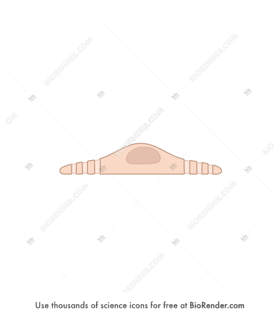 Free Endothelial cell (liver sinusoid, fenestrae) Icons, Symbols ...