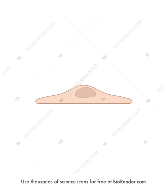 Free Endothelial cell (liver sinusoid) Icons, Symbols & Images | BioRender