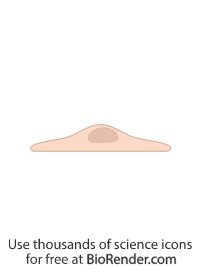 Free Endothelial cell (liver sinusoid) Icons, Symbols & Images | BioRender