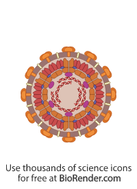 Free Phi 6 bacteriophage (cross-section) Icons, Symbols & Images | BioRender