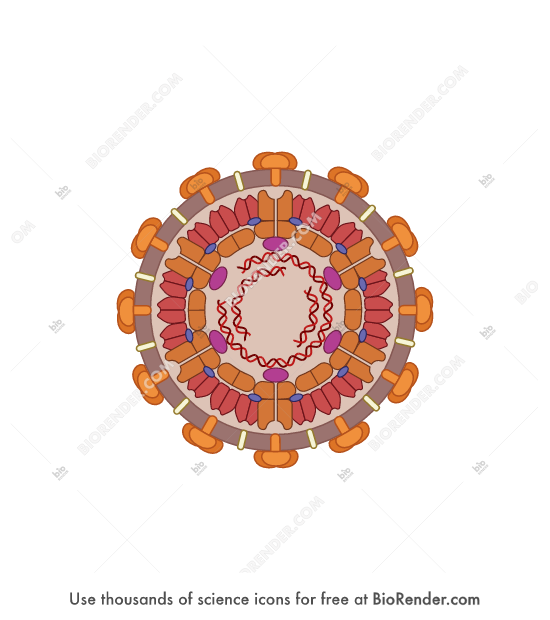 Free Phi 6 bacteriophage (cross-section) Icons, Symbols & Images ...