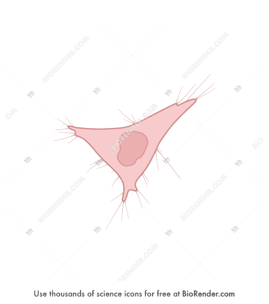 Free Cancer cell (HeLa line) Icons, Symbols & Images | BioRender