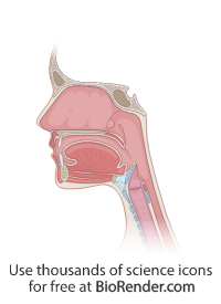 Free Upper respiratory tract (nasal septum) Icons, Symbols & Images ...