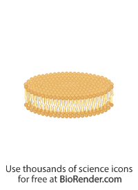 Free Liposome Icons, Symbols & Images | BioRender