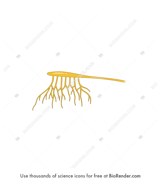 Free Olfactory bulb Icons, Symbols & Images | BioRender