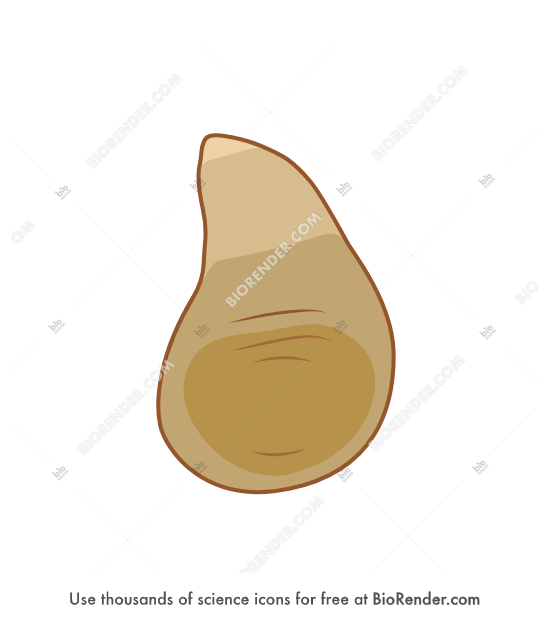 Free Drosophila wing imaginal disc Icons, Symbols & Images | BioRender