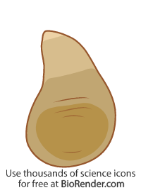 Free Drosophila wing imaginal disc Icons, Symbols & Images | BioRender