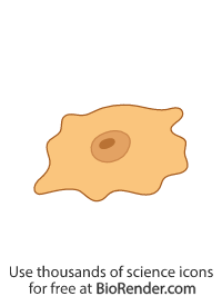 Free Microglia (ameboid) Icons, Symbols & Images | BioRender