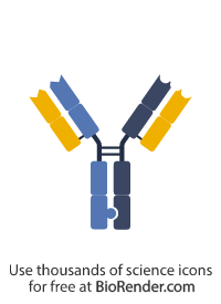 Free Bispecific antibody Icons, Symbols & Images | BioRender
