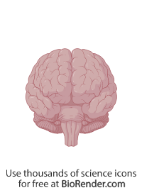 Free Brain (frontal view) Icons, Symbols & Images | BioRender