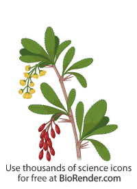 Free Barberry plant (with berries) Icons, Symbols & Images | BioRender