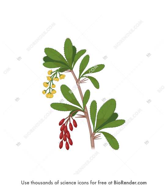 Free Barberry plant (with berries) Icons, Symbols & Images | BioRender