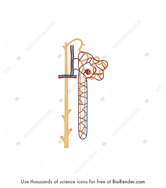 Free Nephron (juxtamedullary, with vessels) Icons, Symbols & Images ...
