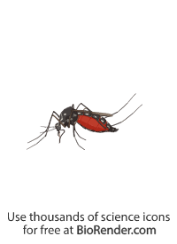 Free Mosquito (Yellow fever, Aedes aegypti) Icons, Symbols & Images ...