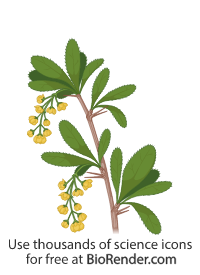 Free Barberry plant Icons, Symbols & Images | BioRender