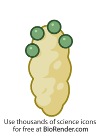 Free Bile acid Icons, Symbols & Images | BioRender