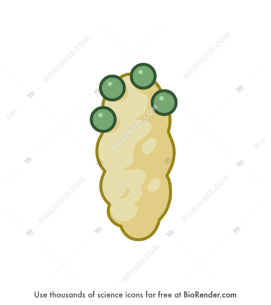 Free Bile acid Icons, Symbols & Images | BioRender