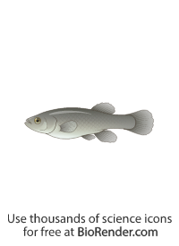 Free Mummichog (Fundulus heteroclitus, female) Icons, Symbols & Images ...