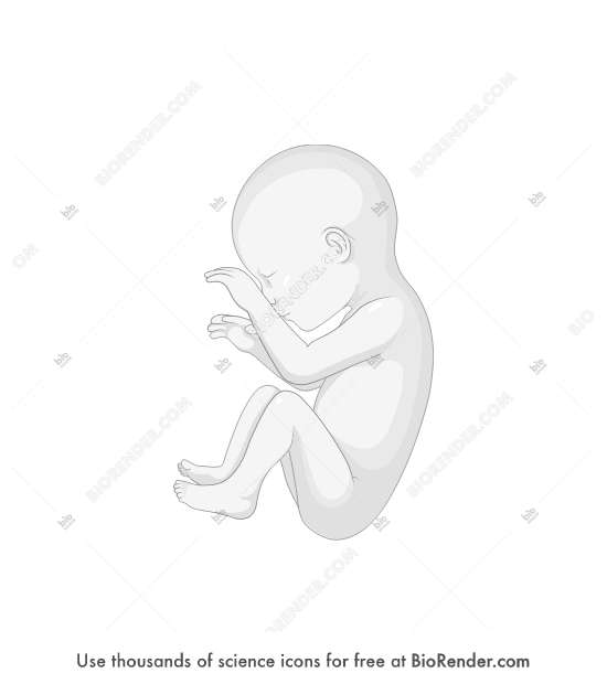 Free Human fetus (week 25, without umbilical cord) Icons, Symbols ...