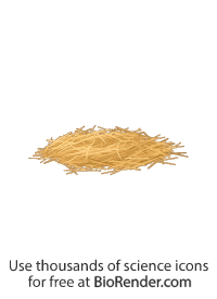 Free Straw bedding Icons, Symbols & Images | BioRender