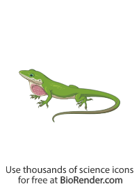 Green Anole Lizard Female