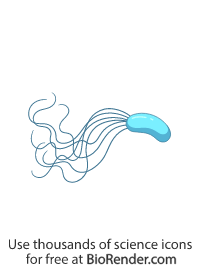 Free Pseudomonas fluorescens Icons, Symbols & Images | BioRender