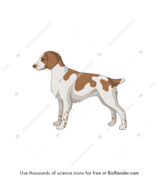 Free Dog (Brittany) Icons, Symbols & Images | BioRender