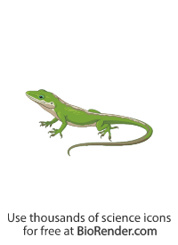 Free Green anole (Anolis carolinensis, female) Icons, Symbols & Images ...