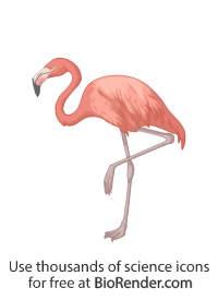 Free Flamingo Icons, Symbols & Images | BioRender