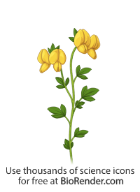 Free Lotus japonicus Icons, Symbols & Images | BioRender