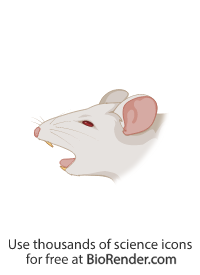 Free Mouse head (lateral, open mouth) Icons, Symbols & Images | BioRender