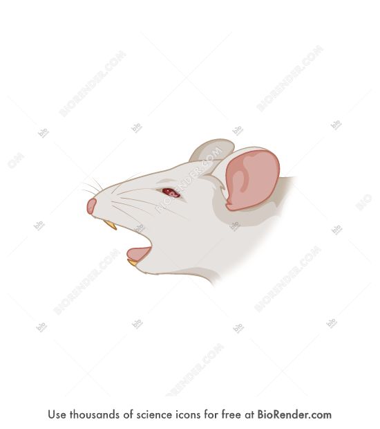 Free Mouse head (lateral, open mouth) Icons, Symbols & Images | BioRender