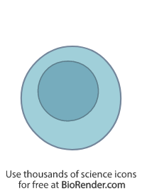 Free Lymphocyte (B-cell) Icons, Symbols & Images | BioRender