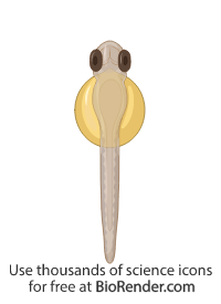 Free Zebrafish embryo 22. (prim-6 stage, dorsal) Icons, Symbols ...