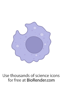 Free Macrophage (phagocytosing 1) Icons, Symbols & Images | BioRender