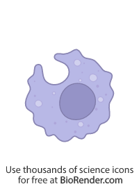 Free Macrophage (phagocytosing 2) Icons, Symbols & Images | BioRender