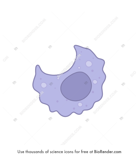 Free Macrophage (phagocytosing, wide) Icons, Symbols & Images | BioRender