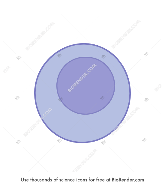 Free Lymphocyte Icons, Symbols & Images | BioRender