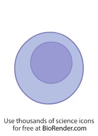 Free Lymphocyte Icons, Symbols & Images | BioRender