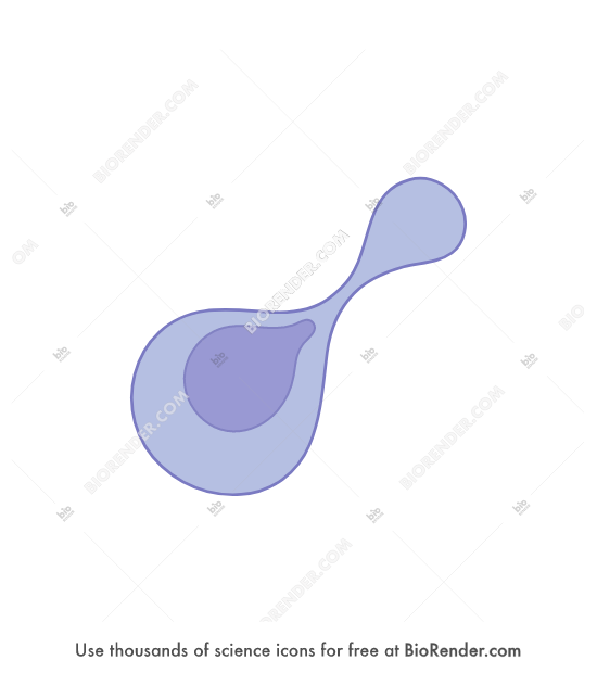 Free Lymphocyte (squeezing) Icons, Symbols & Images | BioRender