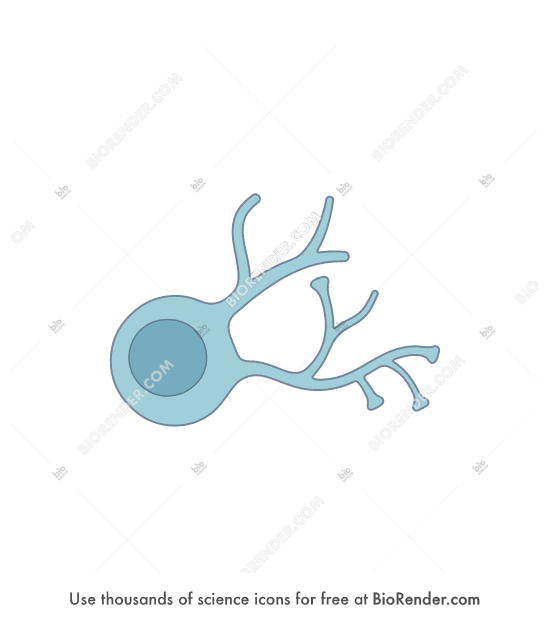 Free Lymphocyte (B-cell, tissue-resident memory) Icons, Symbols ...