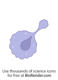 Free Macrophage (squeezing) Icons, Symbols & Images | BioRender