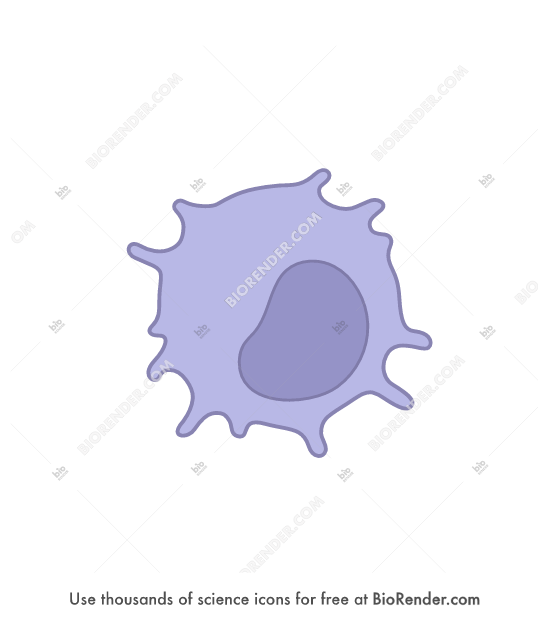 Free Dendritic cell (plasmacytoid) Icons, Symbols & Images | BioRender