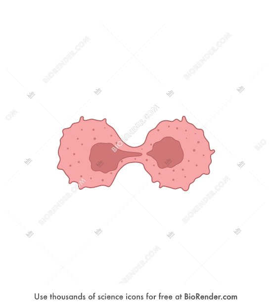 Free Cancer cell (dividing) Icons, Symbols & Images | BioRender