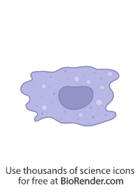 Free Macrophage (epitheloid) Icons, Symbols & Images | BioRender