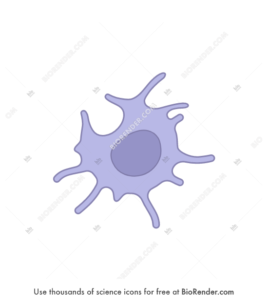 Free Dendritic cell (phagocytosing 1) Icons, Symbols & Images | BioRender