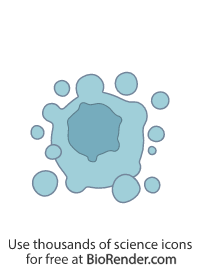 Free Lymphocyte (B-cell, apoptosis, blebbing) Icons, Symbols & Images ...